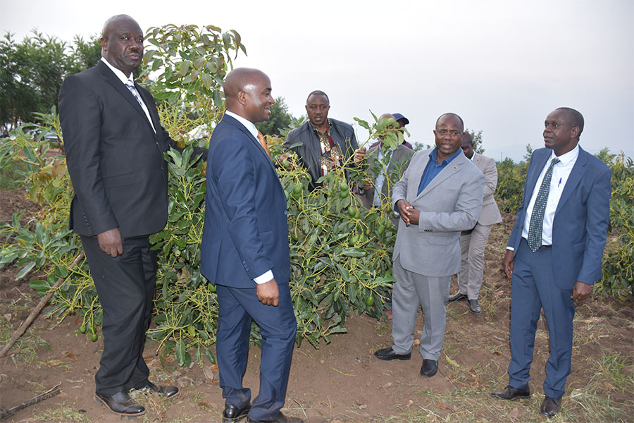 Ugandans urged to embrace Hass avocado and macadamia to improve incomes ...