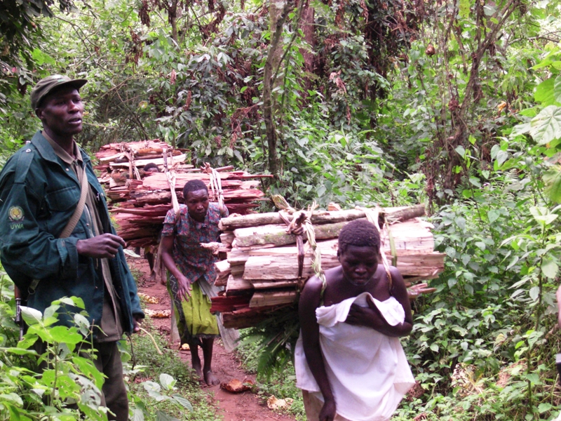 Mt Elgon indigenous trees, the sacred trees used for herbal medicines ...