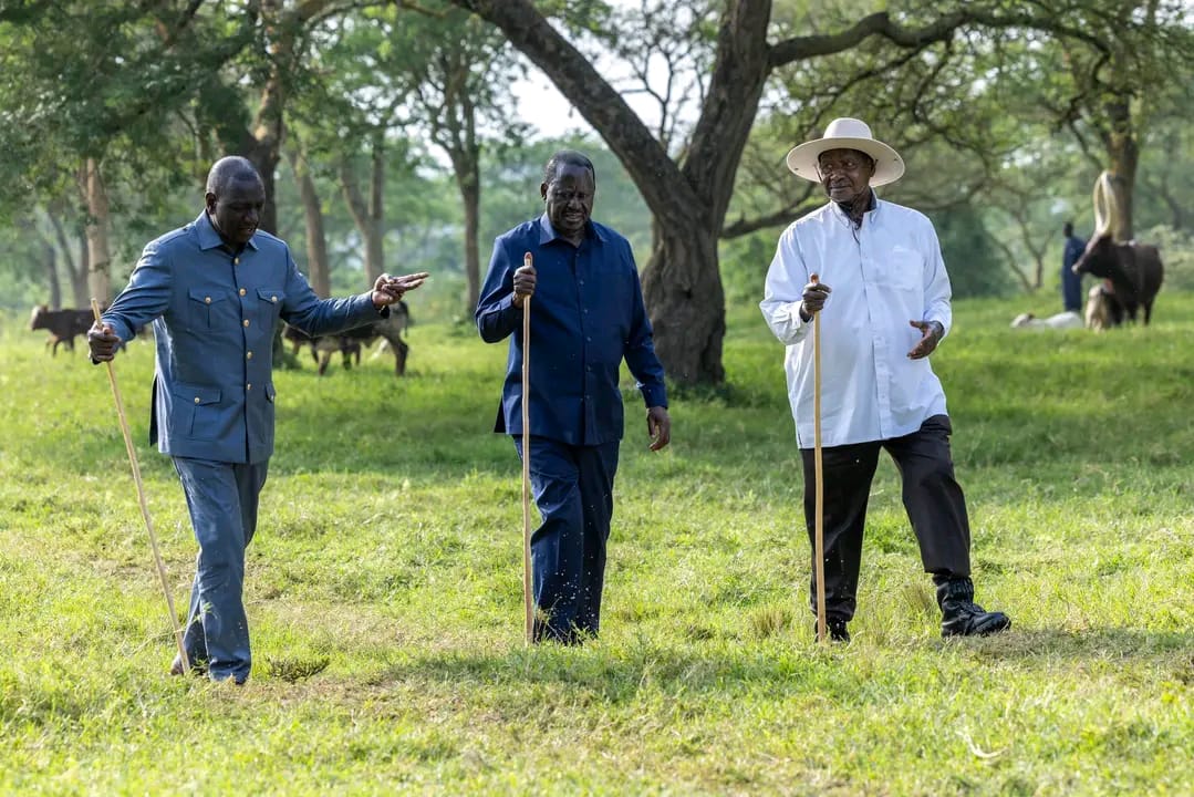 PHOTOS: Museveni Hosts Ruto, Raila at Kisozi farm!