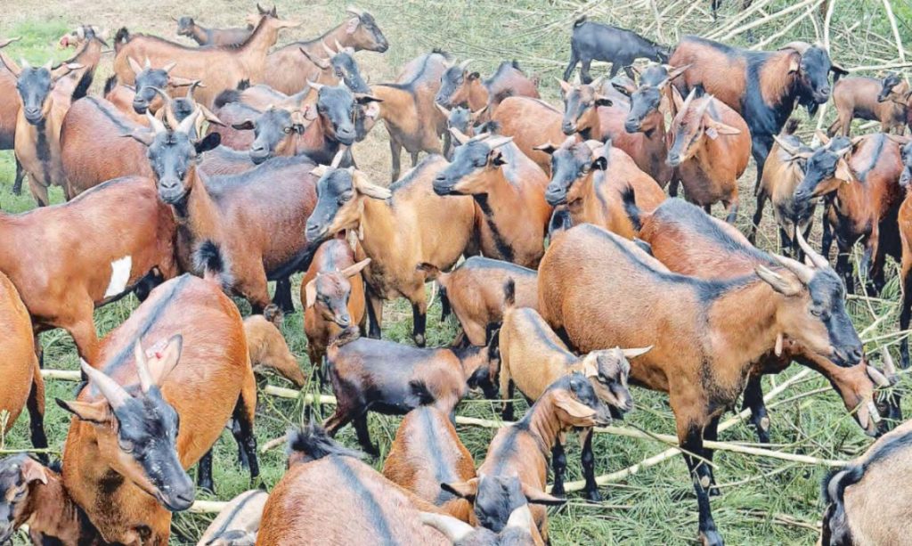 Ugandan scientists develop new innovative goat breed for farmers
