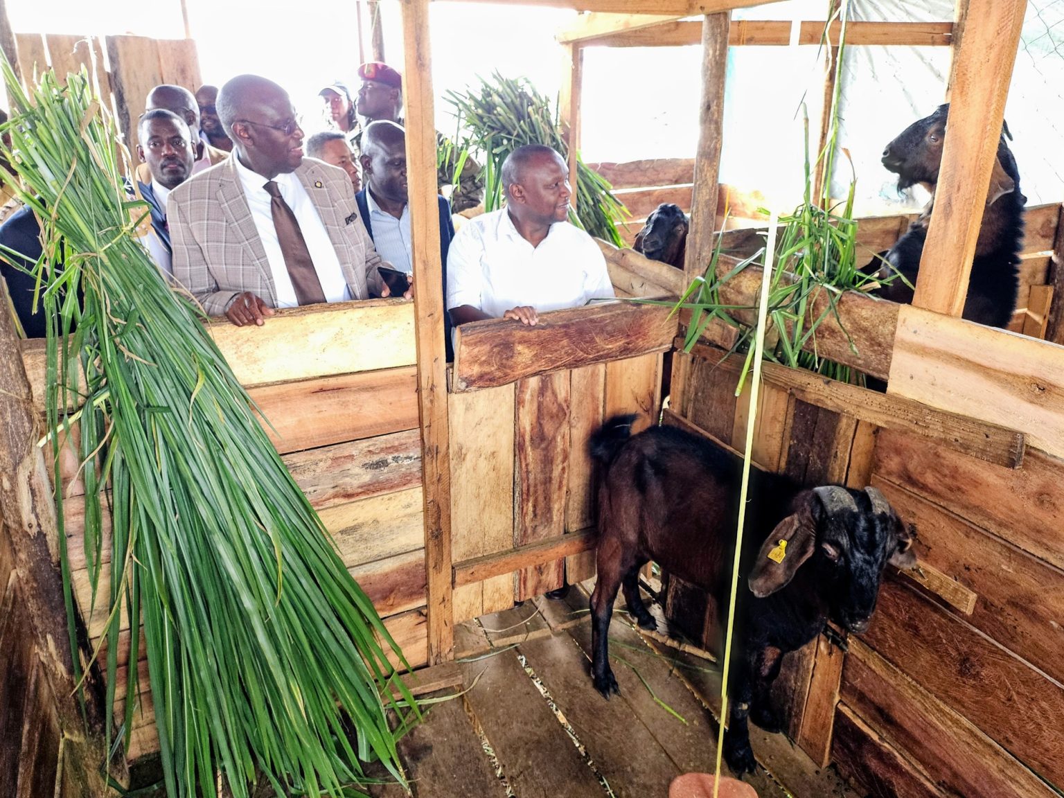 Uganda receives Jianzhou Big Ear Goats from China for Research and Breeding